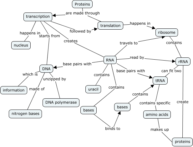 Khai Hoang Period 5 Row 3 PROTEIN SYNTHESIS CONCEPT MAP